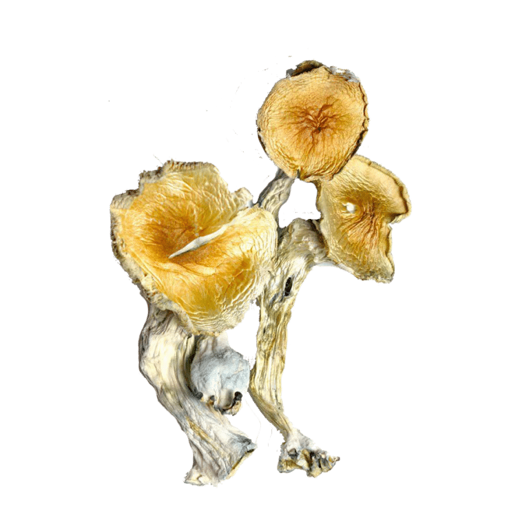 PENIS ENVY | Wavy Shrooms