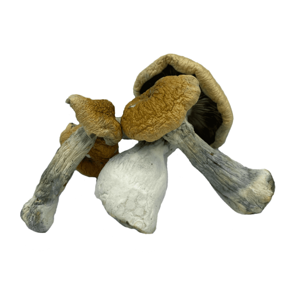 Wavy Shrooms | Buy Magic Mushrooms Online in Canada | #1 Shroom Dispensary