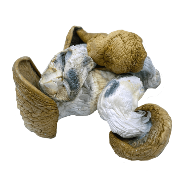 Mushrooms | Wavy Shrooms
