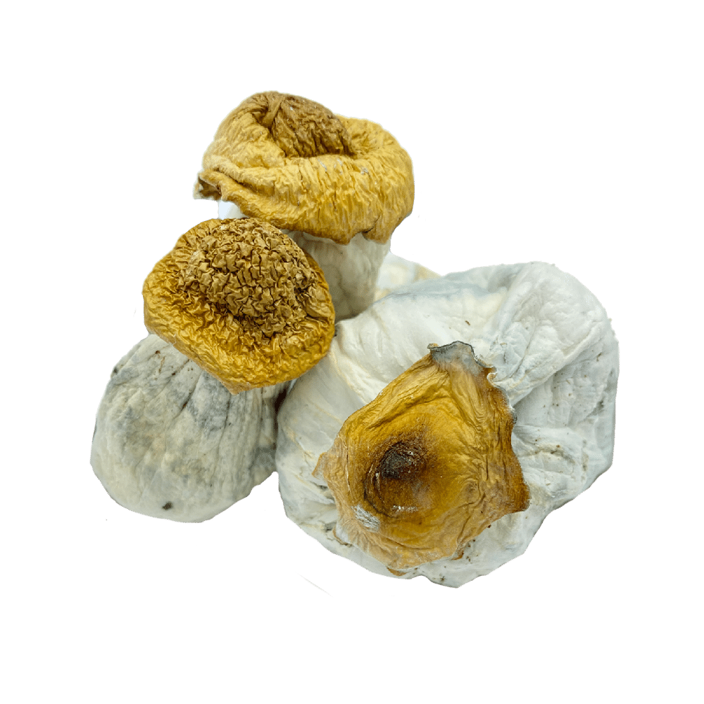 MELMAC Wavy Shrooms MELMAC Wavy Shrooms